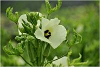 China Yellow Okra seeds / ladies finger seeds with FDA Certificate for sale