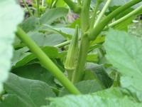 China Yellow Okra seeds / ladies finger seeds with FDA Certificate for sale