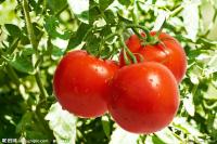 China Bright red Hybrid tomato seeds with cracking resistance , ISO9001-2008 for sale