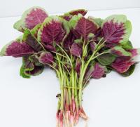 China Red Round Leaf Amaranth Seeds with with green edge for planting for sale