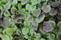 China Red Round Leaf Amaranth Seeds with with green edge for planting for sale