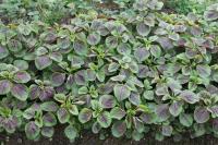 China Red Round Leaf Amaranth Seeds with with green edge for planting for sale