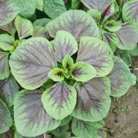 China Red Round Leaf Amaranth Seeds with with green edge for planting for sale