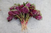 China Red Round Leaf Amaranth Seeds with with green edge for planting for sale
