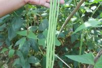 China Commercial Green Organic yard long bean seeds with thick flesh for sale