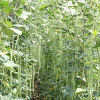 China Commercial Green Organic yard long bean seeds with thick flesh for sale
