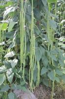 China Commercial Green Organic yard long bean seeds with thick flesh for sale