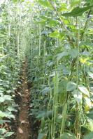 China Commercial Green Organic yard long bean seeds with thick flesh for sale