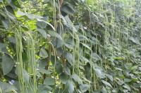 China Commercial Green Organic yard long bean seeds with thick flesh for sale