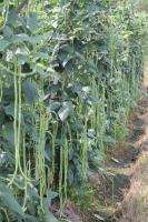 China Commercial Green Organic yard long bean seeds with thick flesh for sale