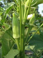 China Yellow Okra seeds / ladies finger seeds with FDA Certificate for sale