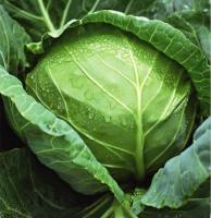 China Green organnic Cabbage seeds in Black / Red , OC Certification for sale