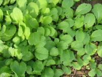 China Light Green Early Small Leaf Mustard Seeds Germination 85 % for sale