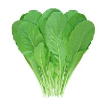 China Light Green Early Small Leaf Mustard Seeds Germination 85 % for sale