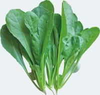 China organnic Radish sprouts seeds with ISO9001-2000 approvals , Green Black Yellow for sale