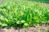 China organnic Radish sprouts seeds with ISO9001-2000 approvals , Green Black Yellow for sale