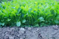 China organnic Radish sprouts seeds with ISO9001-2000 approvals , Green Black Yellow for sale
