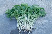 China organnic Radish sprouts seeds with ISO9001-2000 approvals , Green Black Yellow for sale