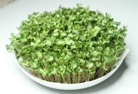 China organnic Radish sprouts seeds with ISO9001-2000 approvals , Green Black Yellow for sale