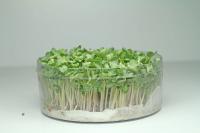 China organnic Radish sprouts seeds with ISO9001-2000 approvals , Green Black Yellow for sale