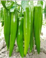 China Hybrid type Green pepper seeds F1 Fruit , 20-23 cm length for sale