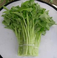 China Yellow Green lance leaf water spinach seeds in Prostrate type for sale