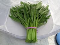 China Yellow Green lance leaf water spinach seeds in Prostrate type for sale