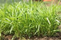 China Yellow Green lance leaf water spinach seeds in Prostrate type for sale
