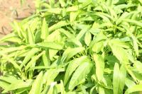 China Yellow Green lance leaf water spinach seeds in Prostrate type for sale