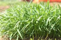 China Yellow Green lance leaf water spinach seeds in Prostrate type for sale