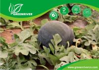 China Dark green Organic Watermelon Seeds with Sugar content 11.5% , Black for sale