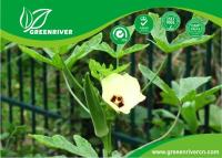 China Yellow Okra seeds / ladies finger seeds with FDA Certificate for sale