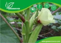 China Yellow Okra seeds / ladies finger seeds with FDA Certificate for sale