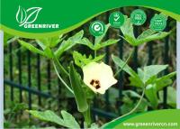 China Yellow Okra seeds / ladies finger seeds with FDA Certificate for sale