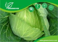 China Green organnic Cabbage seeds in Black / Red , OC Certification for sale