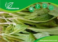 China organnic Radish sprouts seeds with ISO9001-2000 approvals , Green Black Yellow for sale