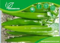 China Hybrid type Green pepper seeds F1 Fruit , 20-23 cm length for sale