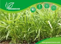 China Yellow Green lance leaf water spinach seeds in Prostrate type for sale