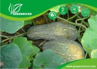 China Yellow organnic Chinese pumpkin seeds ISO9001-2000 Certificate for sale