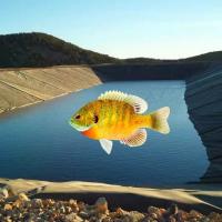 China HDPE Geomembranes for Aquaculture Pond Liners and Reservoir Dam Liners Sample Freely for sale