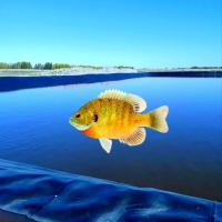 China Outdoor HDPE LDPE LLDPE Liners for Aquaculture Pond Swimming Pool Reservoir Dam Landfill for sale
