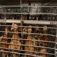 China OEM Poultry Chicken Layer Cage Frame Structure For Farm Application for sale