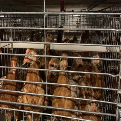 China OEM Poultry Chicken Layer Cage Frame Structure For Farm Application for sale