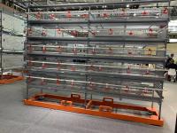 China Automatic Egg Quail Cage For 6 Tier Cage Capacity 200000 Quail Per Farm for sale