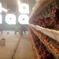 China 3 Tier 96 Birds / Set Layer Chicken Cage With Feeding And Egg Collecting System for sale