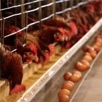 China Q235 Steel Wire H Type Battery Cages Hot Dipped Galvanized 128 Birds 4 Tier for sale