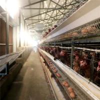 China 3 Tier 4 Tier Layer Chicken Cage Automated Battery In Poultry for sale