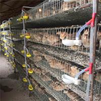 China 6 Tier 2 Doors Battery Cage For Quail Hot Galvanized Steel for sale