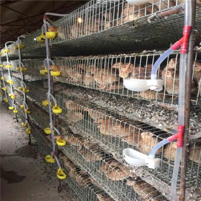 China 6 Tier 2 Doors Battery Cage For Quail Hot Galvanized Steel for sale