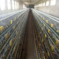 China Q235 Steel Wire 5 Tiers Quail Cage 15-20 Years Warranty for sale
